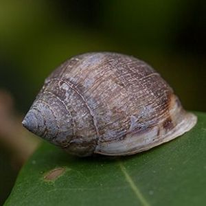 The Biodiversity of Singapore- Pythia cecillei