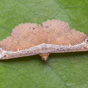 The Biodiversity of Singapore- Zurobata vacillans