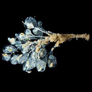 The Biodiversity of Singapore- Perophora namei