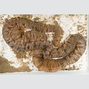 The Biodiversity of Singapore- Synaptidae sp. INT-0038