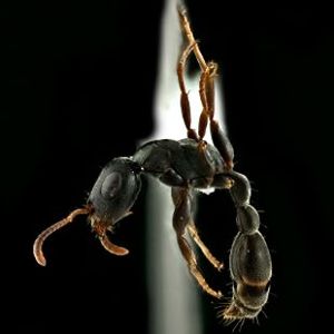 The Biodiversity of Singapore- Tetraponera pilosa