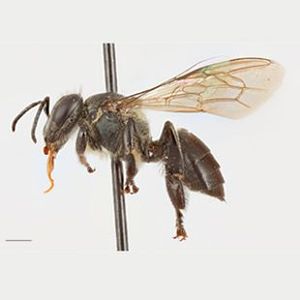 The Biodiversity of Singapore- Apis (Micrapis) andreniformis