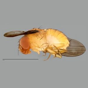 The Biodiversity of Singapore- Drosophila sp. ZRC_BDP0025477