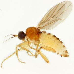 The Biodiversity of Singapore- Elaphropeza murphyi