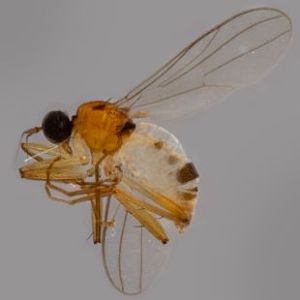 The Biodiversity of Singapore- Hybotidae sp. ZRC_BDP0285099