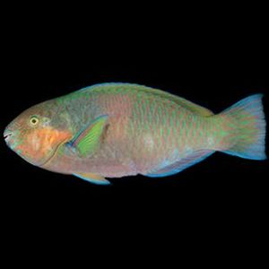 The Biodiversity of Singapore- Scarus sp. SS-4419