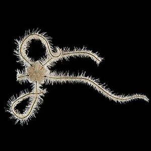 The Biodiversity of Singapore- Ophiothrix (Ophiothrix) sp. 5