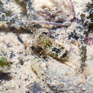 The Biodiversity of Singapore- Periclimenes sp.