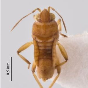 The Biodiversity of Singapore- Microvelia genitalis