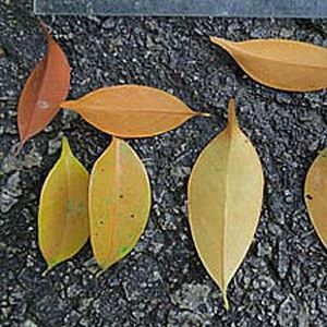 The Biodiversity of Singapore- Parastemon urophyllus