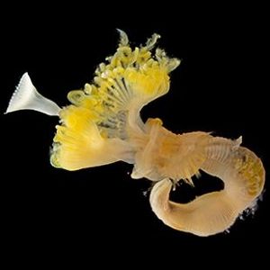 The Biodiversity of Singapore- Serpula sp. SEA-6930