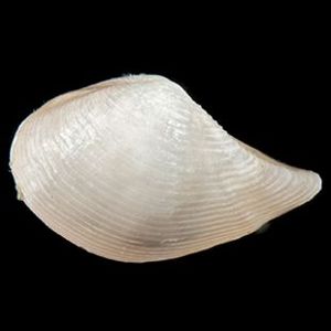 The Biodiversity of Singapore- Nuculanidae sp.