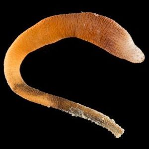 The Biodiversity of Singapore- Nephasoma (Nephasoma) confusum