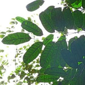 The Biodiversity of Singapore- Dacryodes rostrata