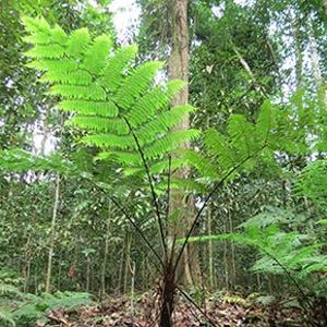 The Biodiversity of Singapore- Cyathea latebrosa