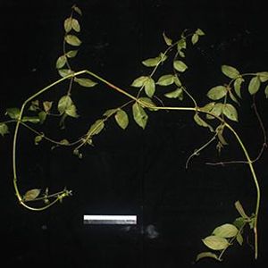 The Biodiversity of Singapore- Uncaria acida