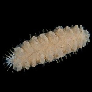 The Biodiversity of Singapore- Lepidonotus cristatus?