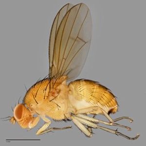 The Biodiversity of Singapore- Homoneura sp. ZRCBDP0025572