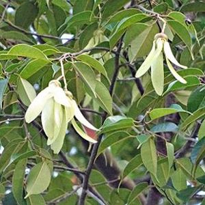 The Biodiversity of Singapore- Dryobalanops aromatica