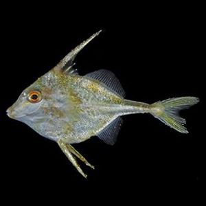 The Biodiversity of Singapore- Tripodichthys blochii