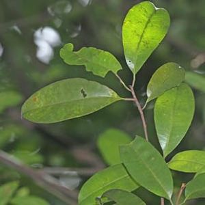 The Biodiversity of Singapore- Palaquium rostratum
