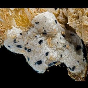 The Biodiversity of Singapore- Didemnidae sp. 14