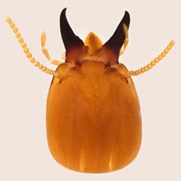 The Biodiversity of Singapore- Odontotermes javanicus