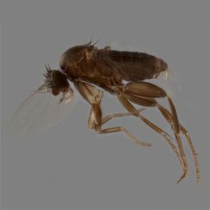 The Biodiversity of Singapore- Woodiphora sp. ZRC_BDP0104955