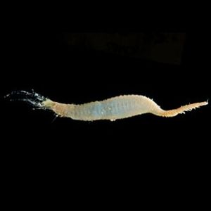 The Biodiversity of Singapore- Flabelligeridae sp. 3