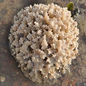 The Biodiversity of Singapore- Dysidea sp.