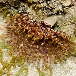 The Biodiversity of Singapore- Sabellidae sp.