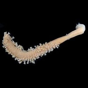 The Biodiversity of Singapore- Sea pen sp. 8