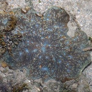 The Biodiversity of Singapore- Lithophyllon undulatum