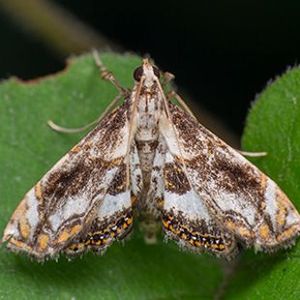 The Biodiversity of Singapore- Paracataclysta fuscalis