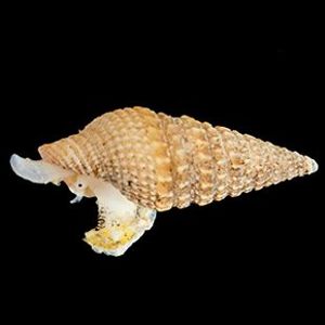 The Biodiversity of Singapore- Turridae sp.