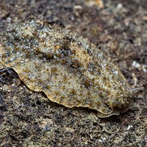 The Biodiversity of Singapore- Peronia verruculata