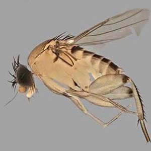 The Biodiversity of Singapore- Phoridae sp. ZRC_BDP0033171