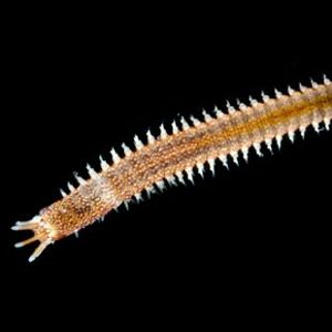 The Biodiversity of Singapore- Eunice sp. SS-0989