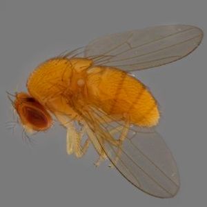 The Biodiversity of Singapore- Drosophilidae sp. ZRC_BDP0303600