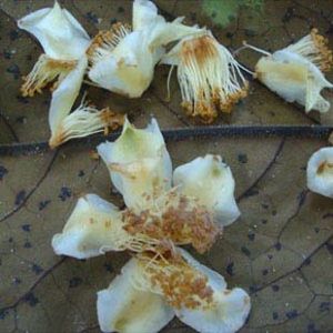 The Biodiversity of Singapore- Pyrenaria acuminata