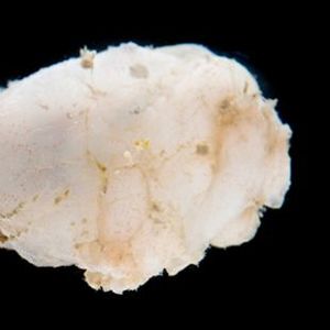 The Biodiversity of Singapore- Solitary ascidian sp. 3