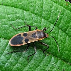 The Biodiversity of Singapore- Physopelta gutta