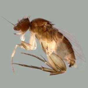 The Biodiversity of Singapore- Megaselia sp. ZRC_BDP0032977