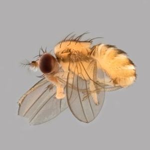 The Biodiversity of Singapore- Drosophilidae sp. ZRC_BDP0135830