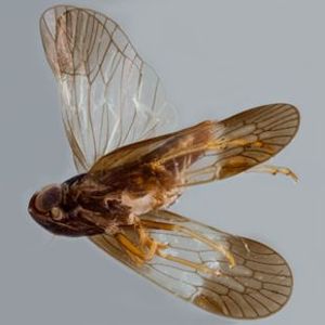 The Biodiversity of Singapore- Hemiptera sp. ZRC_BDP0112340