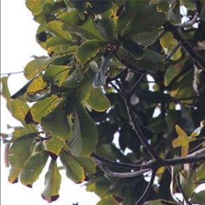 The Biodiversity of Singapore- Gluta malayana