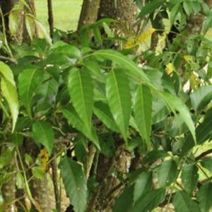 The Biodiversity of Singapore- Leea angulata