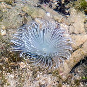 The Biodiversity of Singapore- Bispira sp.