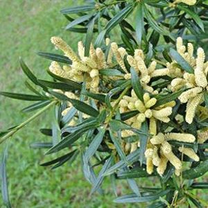 The Biodiversity of Singapore- Podocarpus polystachyus
