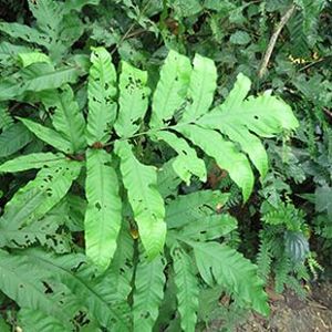 The Biodiversity of Singapore- Tectaria incisa